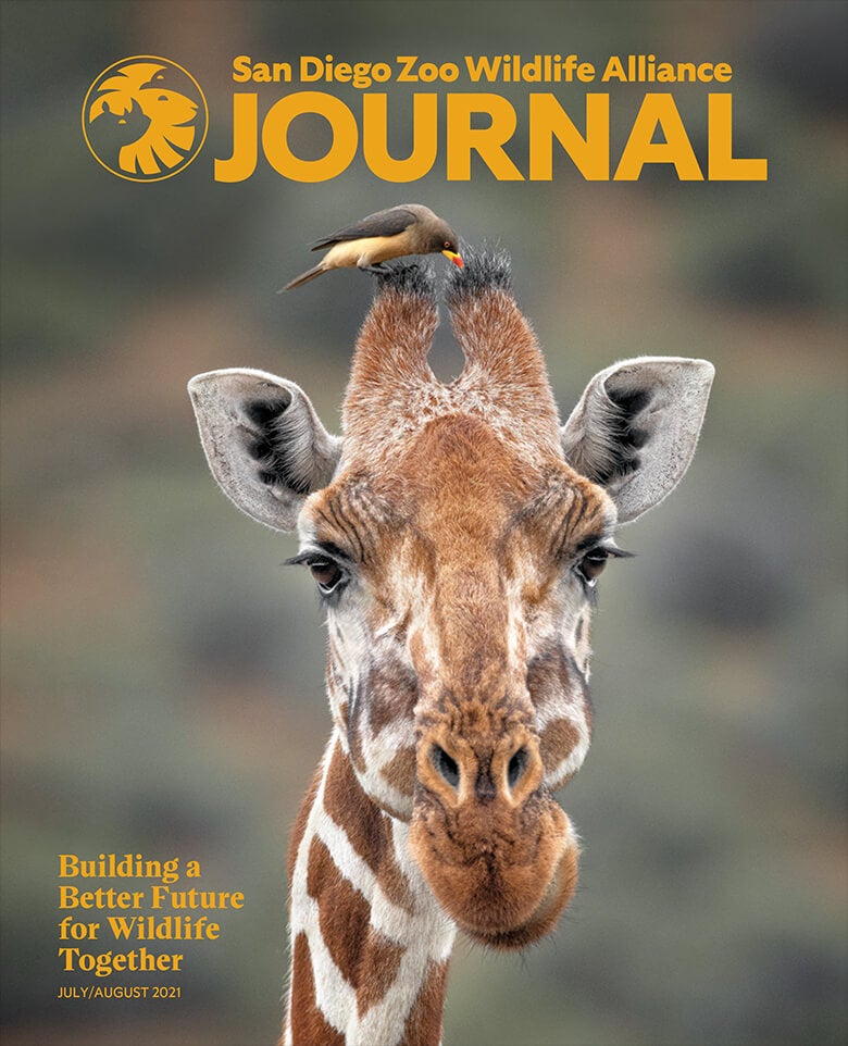 July 2021 | San Diego Zoo Wildlife Alliance