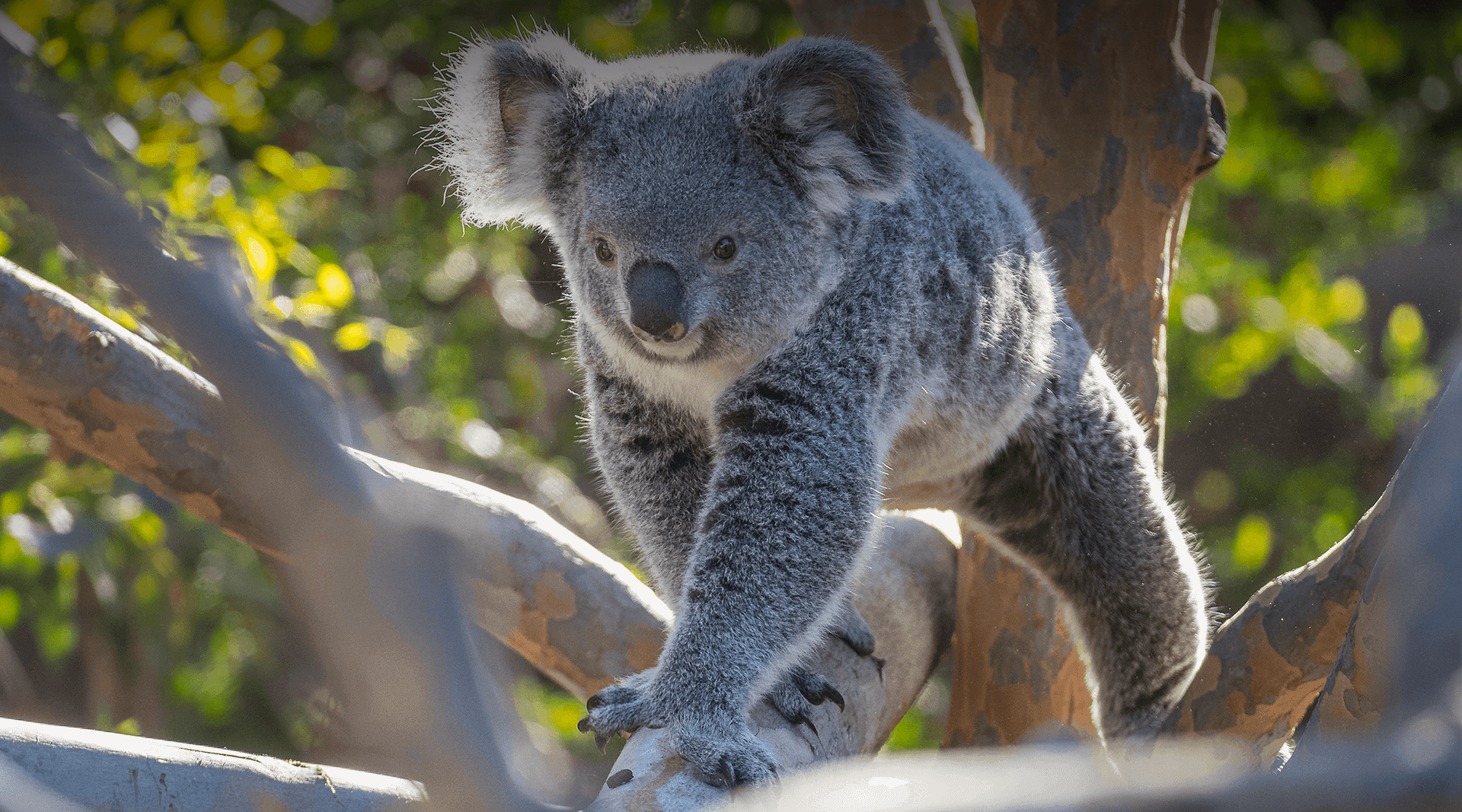 Thank You - pledge form | San Diego Zoo Wildlife Alliance