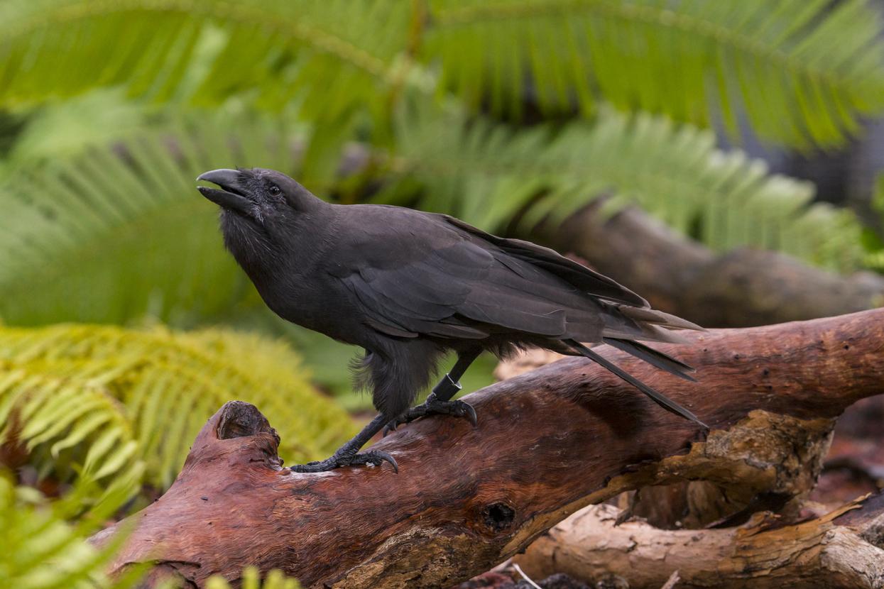Hope Takes Flight | San Diego Zoo Wildlife Alliance