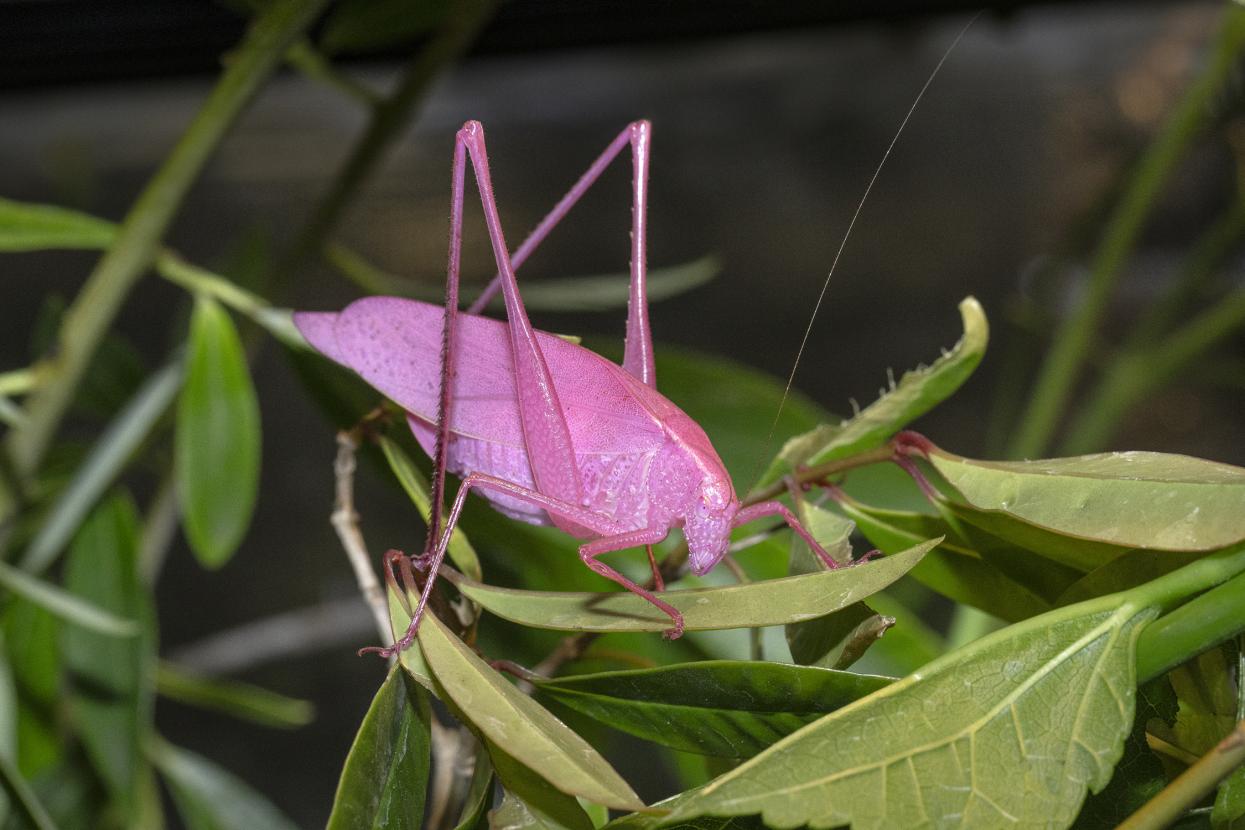 Red (and Pink) Alert | San Diego Zoo Wildlife Alliance
