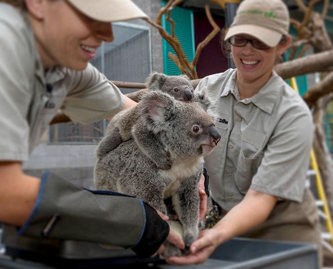 Jobs | San Diego Zoo Wildlife Alliance