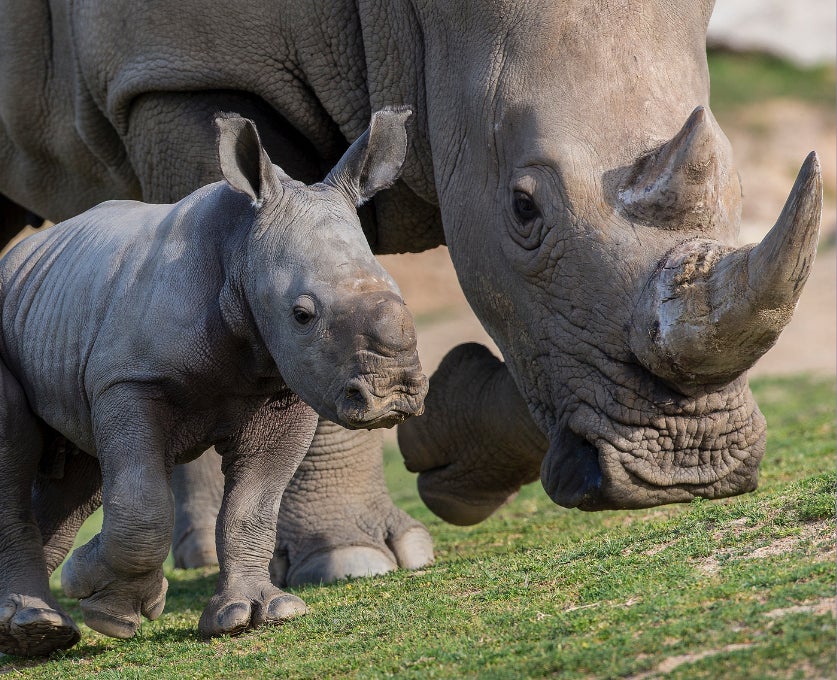 Annual Report | San Diego Zoo Wildlife Alliance